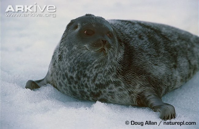 Ringed Seal | Nickelodeon Animals Wiki | Fandom