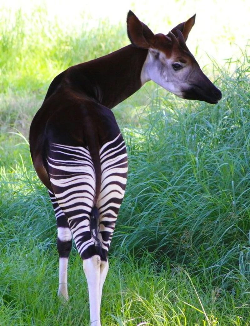 Okapi | Nickelodeon Animals Wiki | Fandom