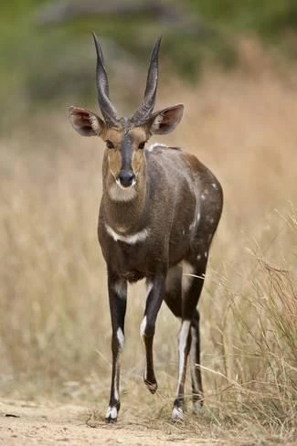Cape Bushbuck | Nickelodeon Animals Wiki | Fandom