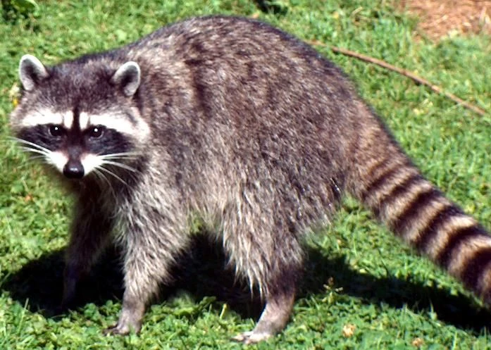 North American Raccoon | Nickelodeon Animals Wiki | Fandom