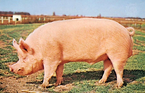 Domestic Pig | Nickelodeon Animals Wiki | Fandom