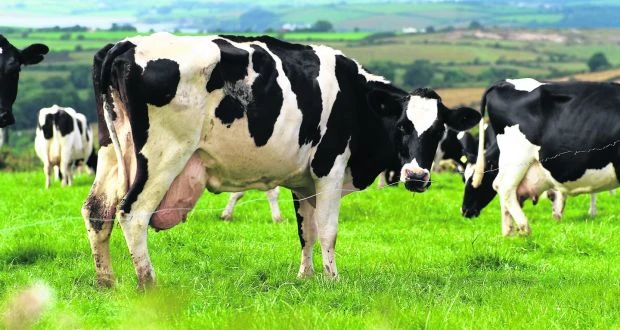 Cattle | Nickelodeon Animals Wiki | Fandom