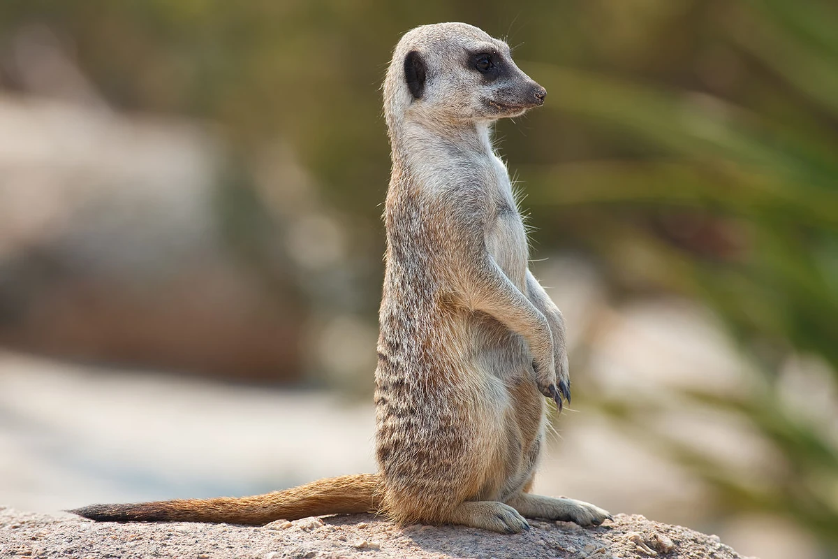 Meerkat | Nickelodeon Animals Wiki | Fandom