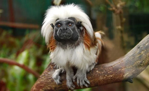 Cotton-top Tamarin | Nickelodeon Animals Wiki | Fandom