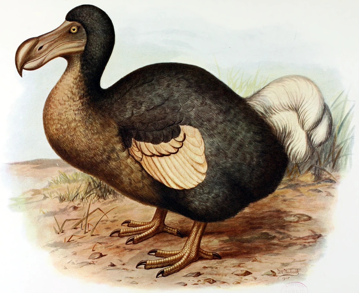 Dodo | Nickelodeon Animals Wiki | Fandom