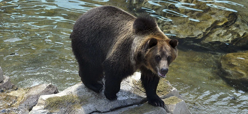 Category:Bears | Nickelodeon Animals Wiki | Fandom