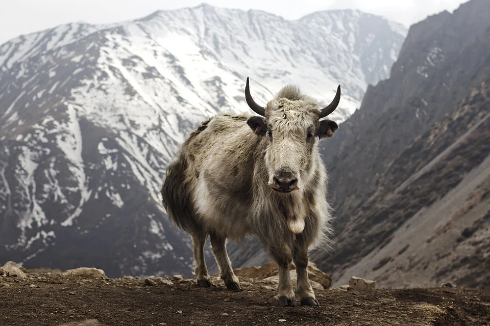 Wild Yak | Nickelodeon Animals Wiki | Fandom