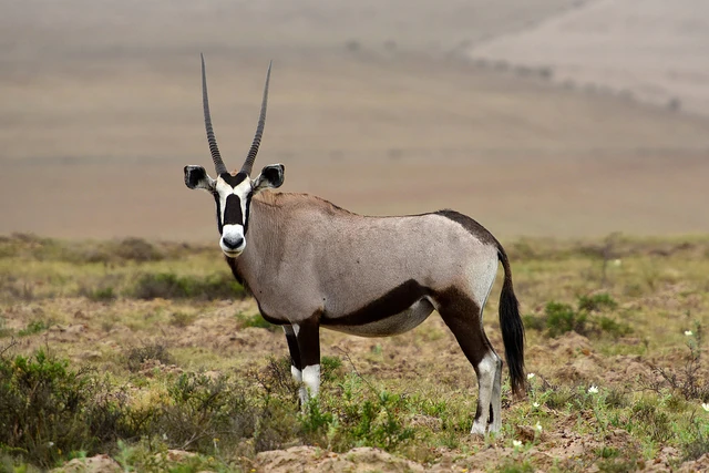 Gemsbok | Nickelodeon Animals Wiki | Fandom