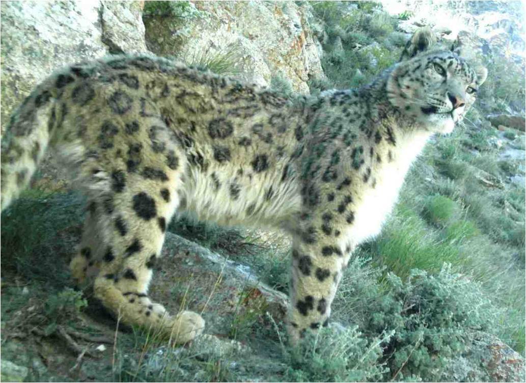 Snow Leopard | Nickelodeon Animals Wiki | Fandom