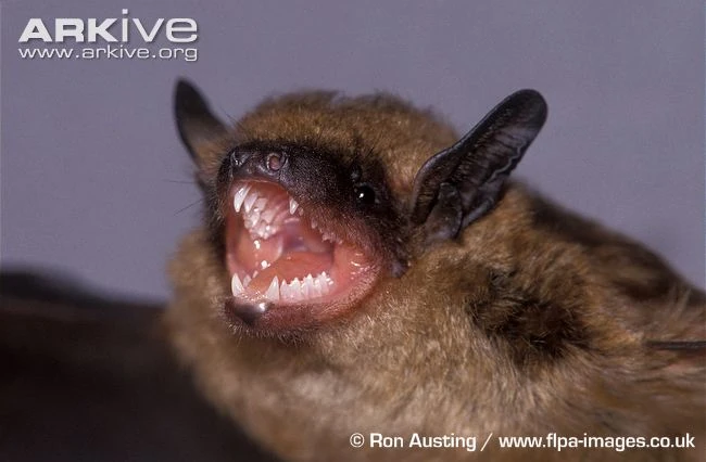 Big Brown Bat | Nickelodeon Animals Wiki | Fandom