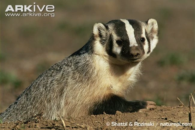 American Badger | Nickelodeon Animals Wiki | Fandom