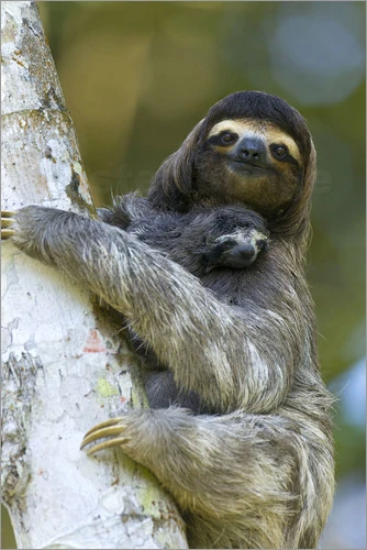 Brown-throated Sloth | Nickelodeon Animals Wiki | Fandom