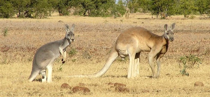 Red Kangaroo | Nickelodeon Animals Wiki | Fandom