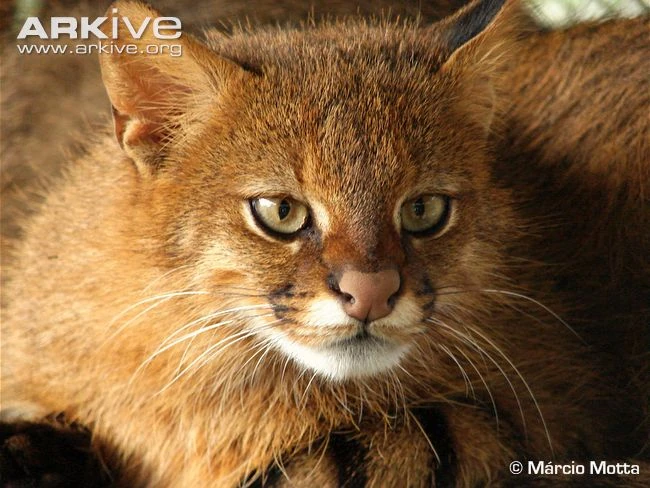 Pampas Cat | Nickelodeon Animals Wiki | Fandom