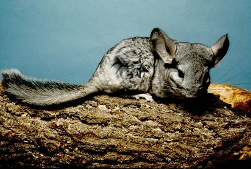 Long-tailed Chinchilla | Nickelodeon Animals Wiki | Fandom
