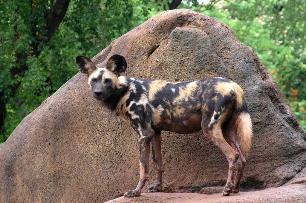 African Wild Dog | Nickelodeon Animals Wiki | Fandom