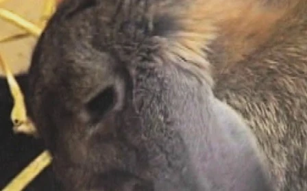 Cbeebies Shows (1st April 2005) | Nick Jr And Cbeebies Wiki | Fandom