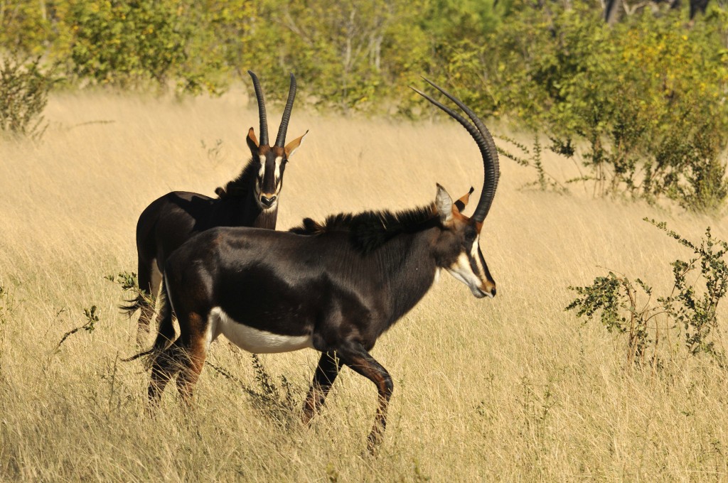 Sable Antelope Nickelodeon Movies Fanon Wiki Fandom