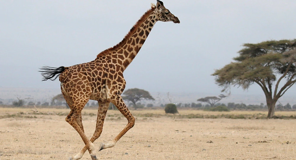 Giraffe | Nickelodeon Movies Fanon Wiki | Fandom