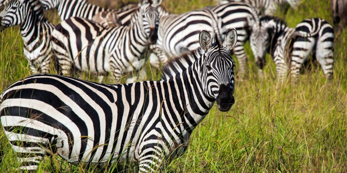 Zebra | Nickelodeon Movies Fanon Wiki | Fandom