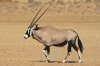 Gemsbok | Nickelodeon Movies Fanon Wiki | Fandom
