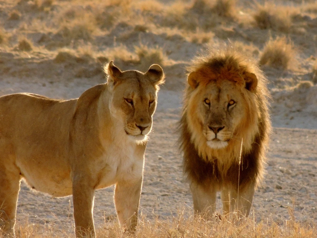 Lion | Nickelodeon Movies Fanon Wiki | Fandom