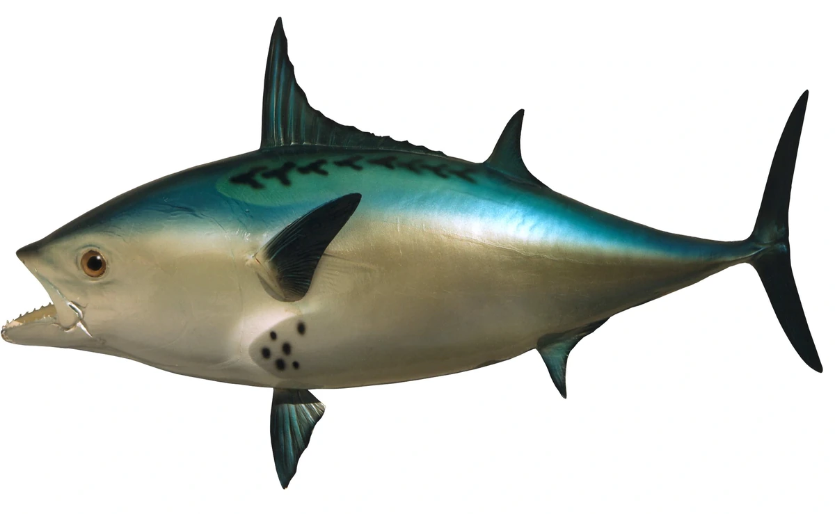 Realistic Fish Head | Nickelodeon | Fandom