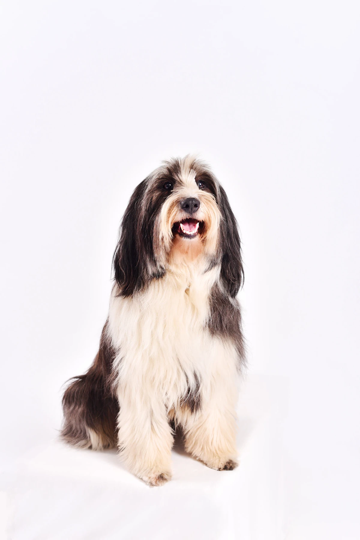 Sparky (Spotlight) | Nickelodeon Wiki | Fandom