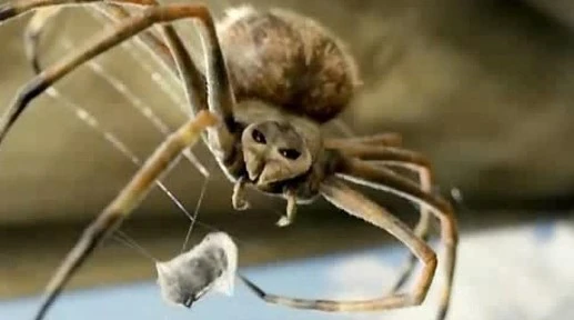 Charlotte A. Cavatica | Nickelodeon | Fandom