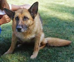 Like You Dog | Nickelodeon Fanon Wiki | Fandom