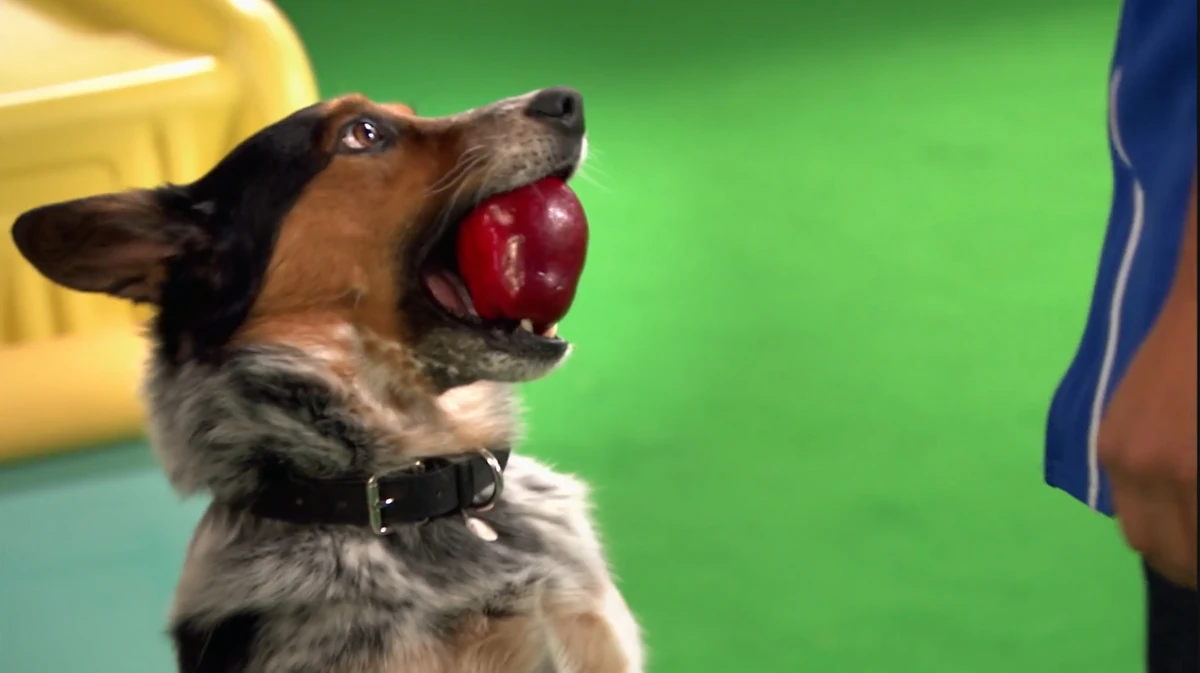 Hip Hop Dogs | Nick Jr. Wiki | Fandom