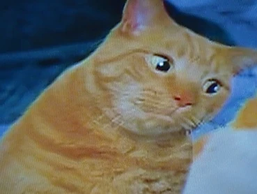 Father Cat | Nick Jr. Wiki | Fandom