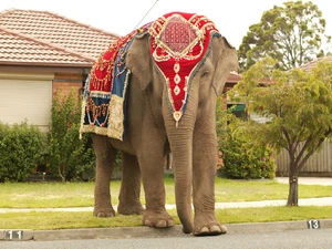 Anala | The Elephant Princess Wiki | Fandom
