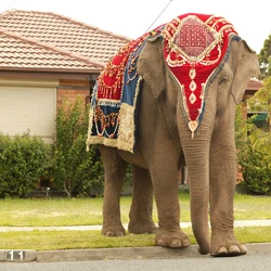 elephant princess diva