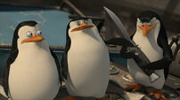 Cabo/Galería | Pingüinos de Madagascar Wiki | Fandom
