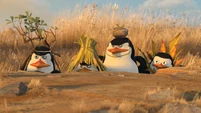 Cabo/Galería | Pingüinos de Madagascar Wiki | Fandom