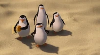 Cabo/Galería | Pingüinos de Madagascar Wiki | Fandom