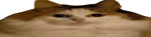 Cat | Nico's Nextbots Custom Nextbot Depository Wiki | Fandom