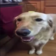 butter dog | Nico's Nextbots Fanmade Wiki | Fandom