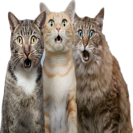 three surprised cats | Nico's Nextbots Fanmade Wiki | Fandom