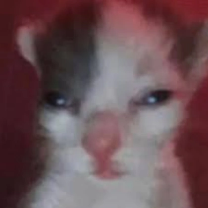 Goofy Cat | Nico's Nextbots Fanmade Wiki | Fandom