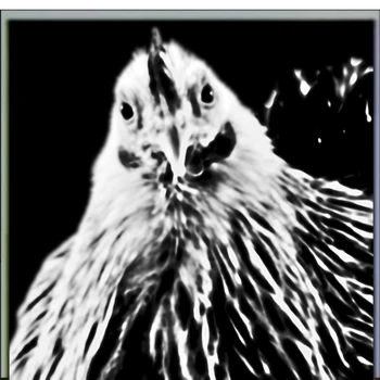 Clucky | Nico's Nextbots Fanmade Wiki | Fandom