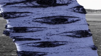 Birch Tree | Nico's Nextbots Fanmade Wiki | Fandom