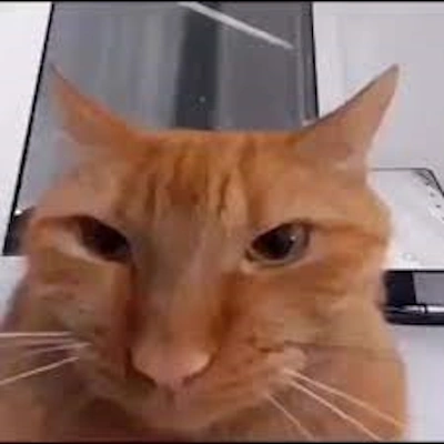 this cat | Nico's Nextbots Fanmade Wiki | Fandom