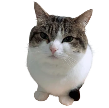 Wawa Cat | Nico's Nextbots Fanmade Wiki | Fandom