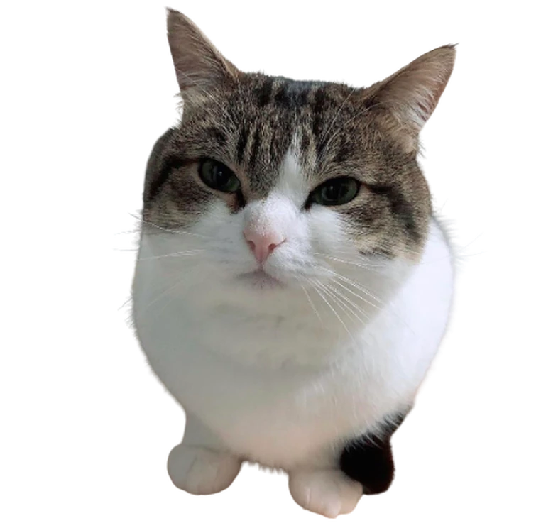 Wawa Cat | Nico's Nextbots Fanmade Wiki | Fandom