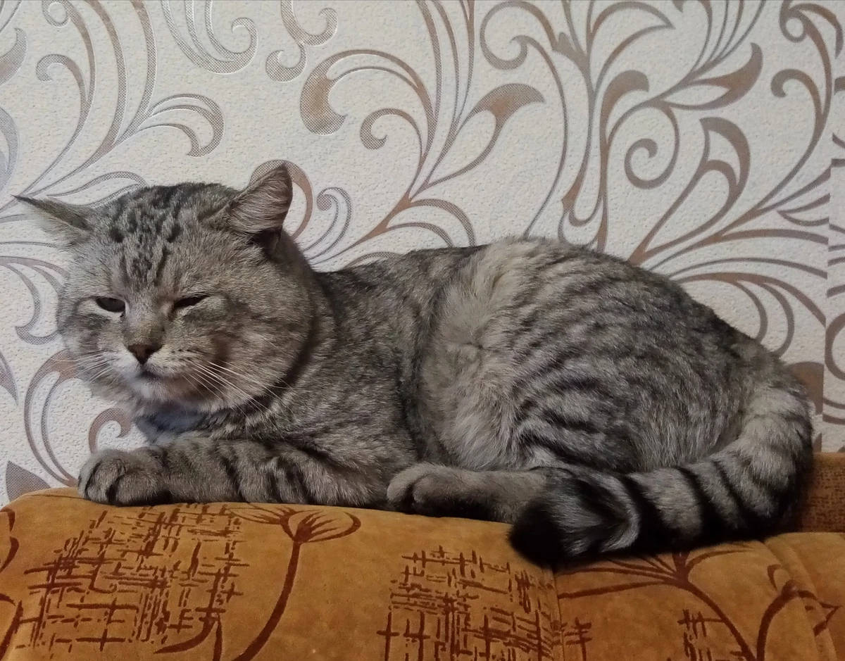 Real Grey Cat | Nico's Nextbots Fanmade Wiki | Fandom