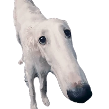 Borzoi | Nico's Nextbots Fanmade Wiki | Fandom