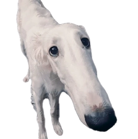 Borzoi | Nico's Nextbots Fanmade Wiki | Fandom
