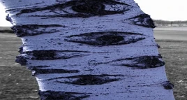 Birch Tree | Nico's Nextbots Fanmade Wiki | Fandom